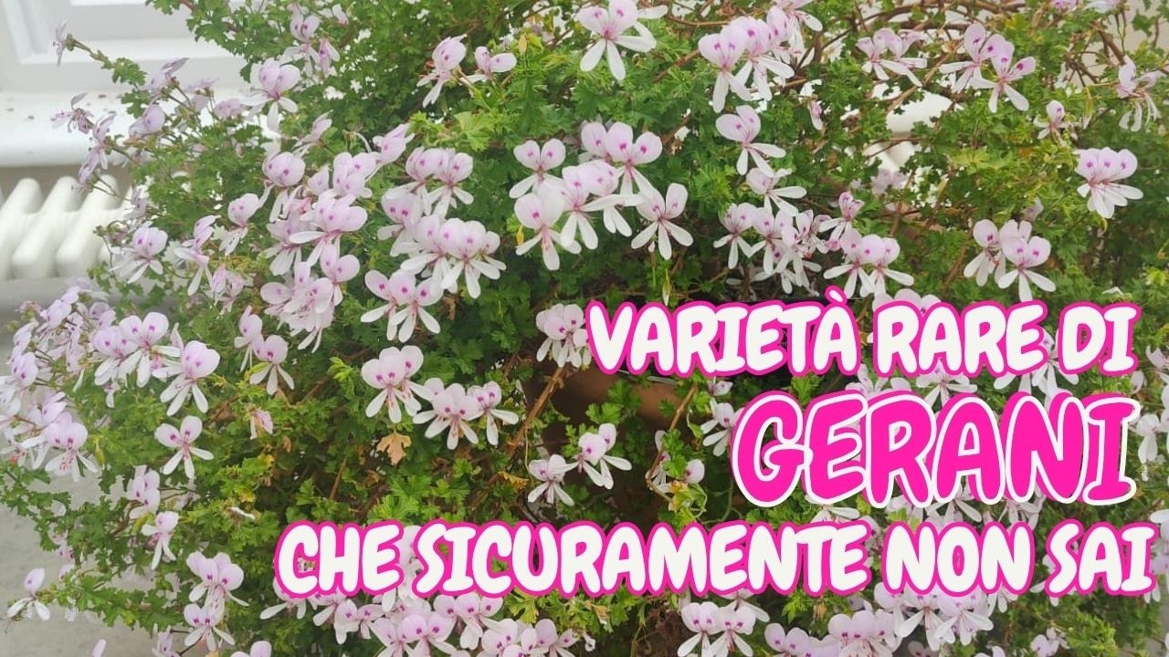 Le varietà di gerani bellissime ma che nessuno prende mai