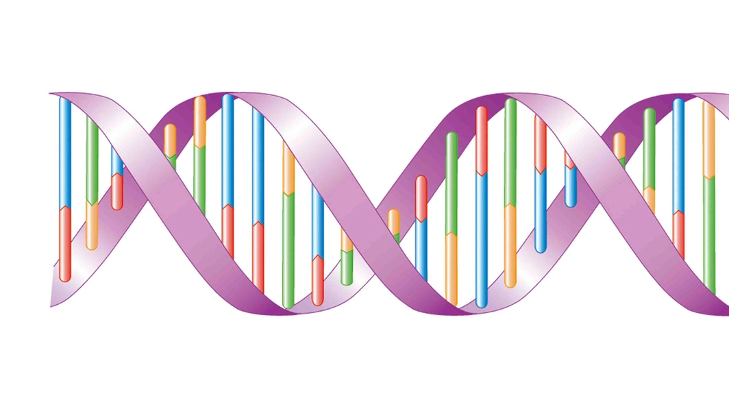 Study maps DNA’s ultrafast network shielding against UV damage