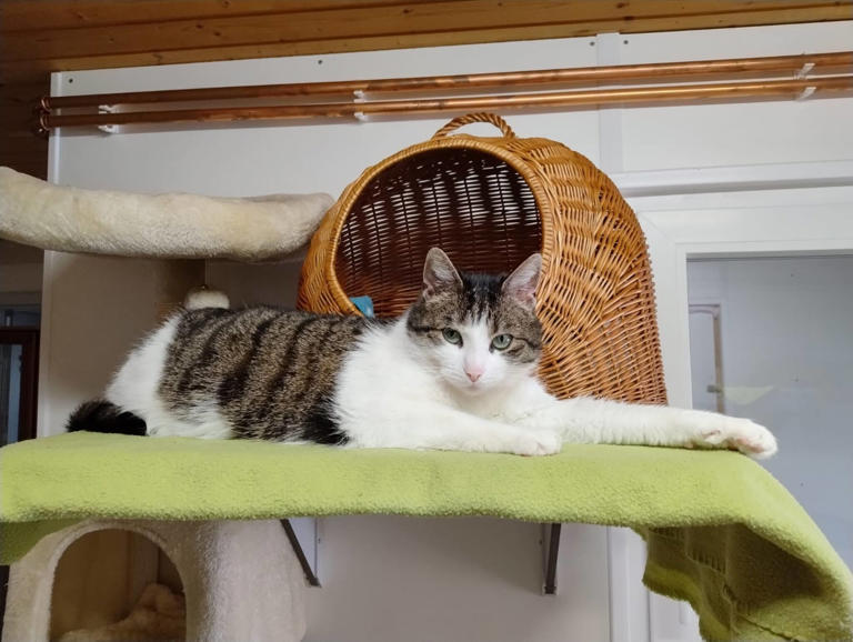 Neues Zuhause gesucht: Die Katze Stacy ist sensibel und anhänglich