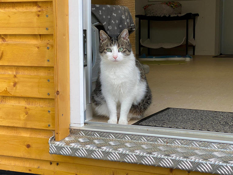 Neues Zuhause gesucht: Die Katze Stacy ist sensibel und anhänglich