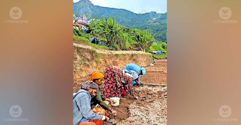 Idikki's Vattavada gets ready to grow its iconic garlic as summer rains ...