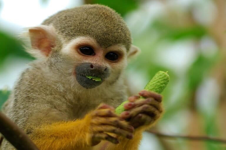 Most wildlife AI focuses on the ground. This model looks up in the trees