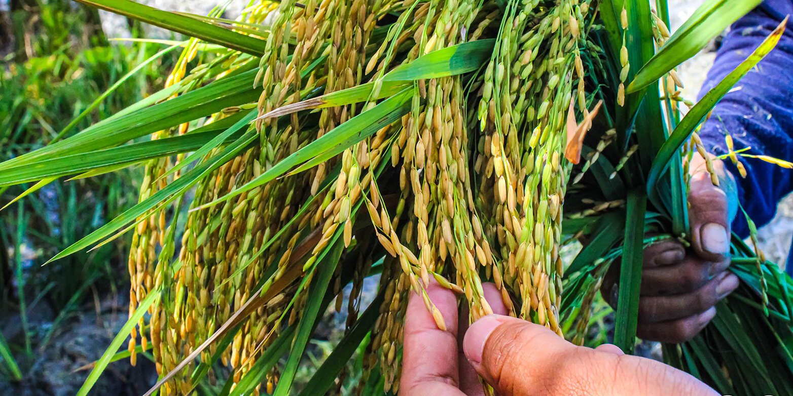 Philippines clears iron- and zinc-enriched rice for commercial ...