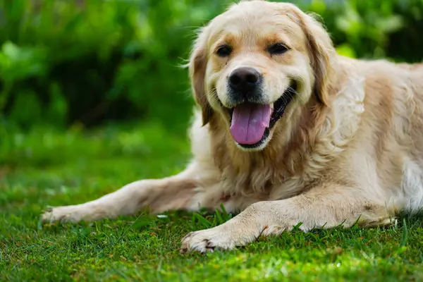 Blind golden retriever still brings home the morning newspaper