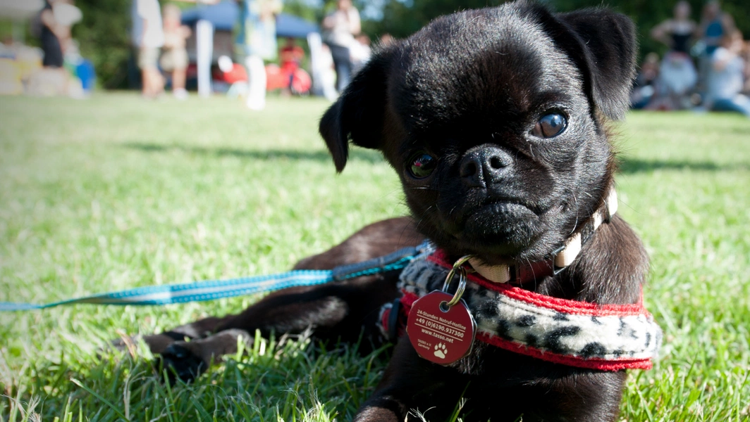 Loving your pug through every stage of life