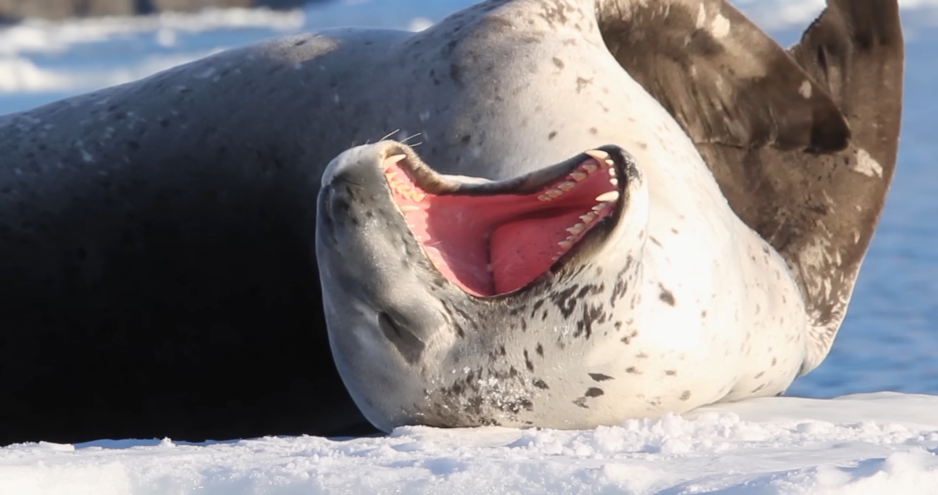 This smiling predator is one of the ocean’s deadliest killers