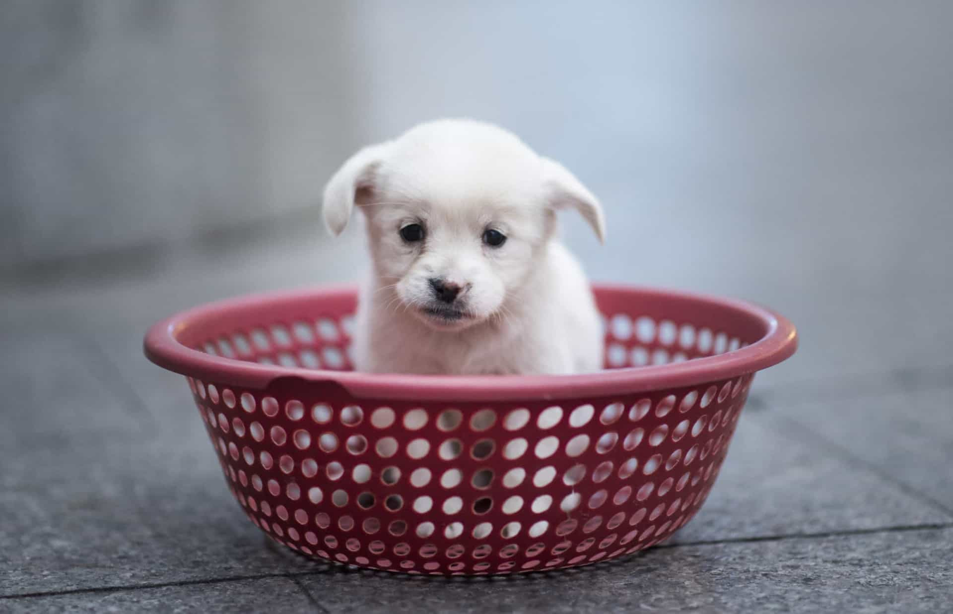 Little-known facts about puppies