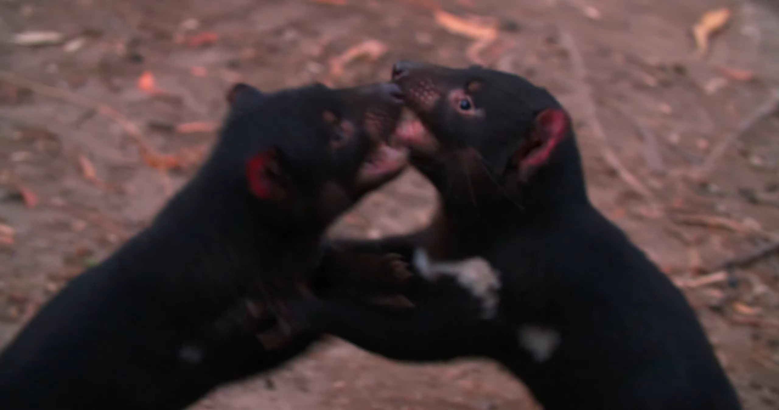 Estos pequeños monstruos pueden triturar huesos con una mordida infernal