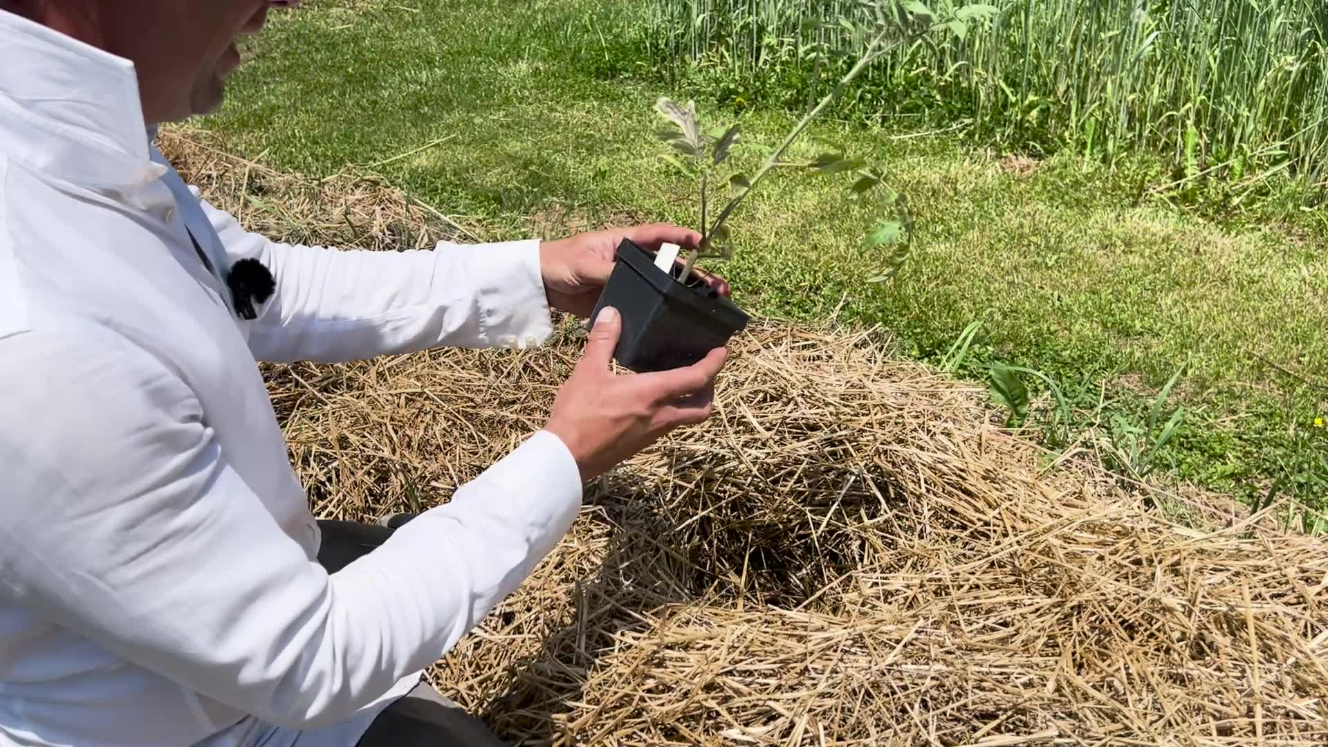 Fink & Farm: Tomato planting