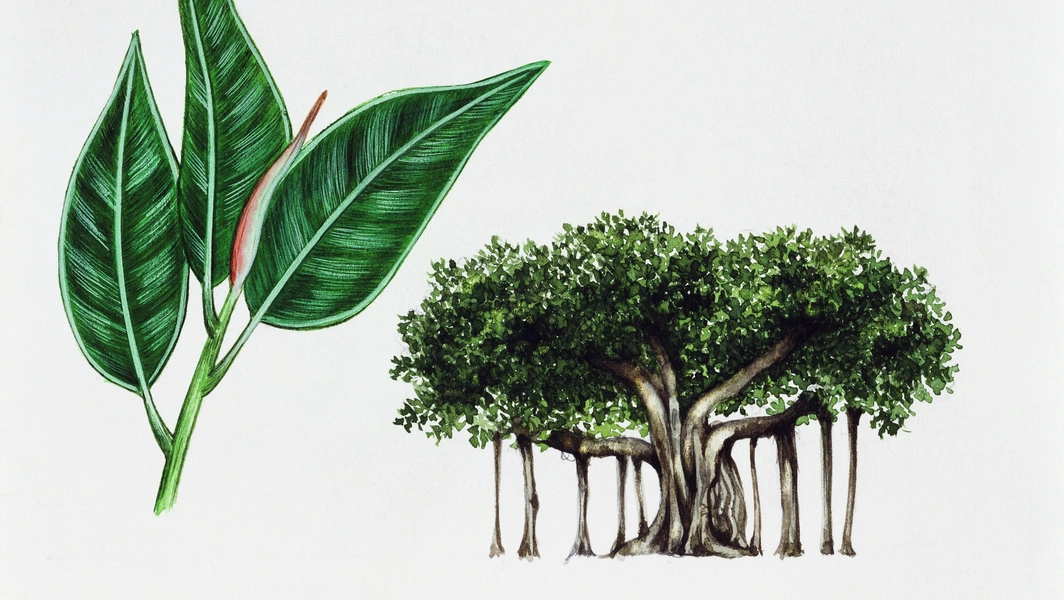 Rubber plant care made simple for plant lovers
