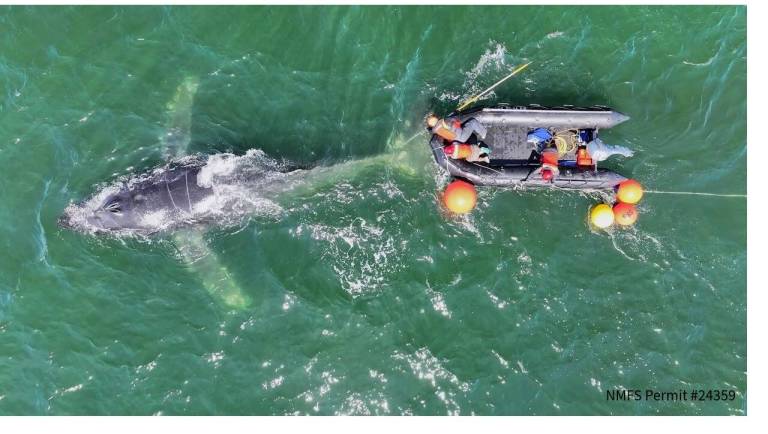 See a marine mammal tangled, call the Response Program