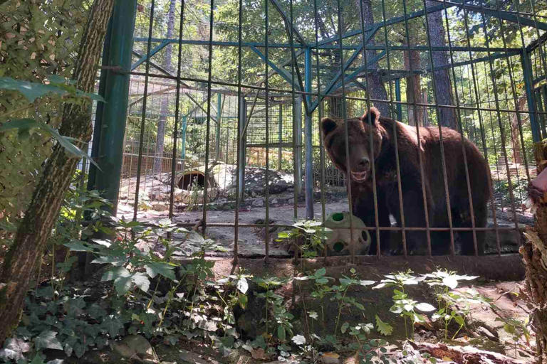 Questo orso bruno soffre dentro uno zoo da quando era cucciolo ...