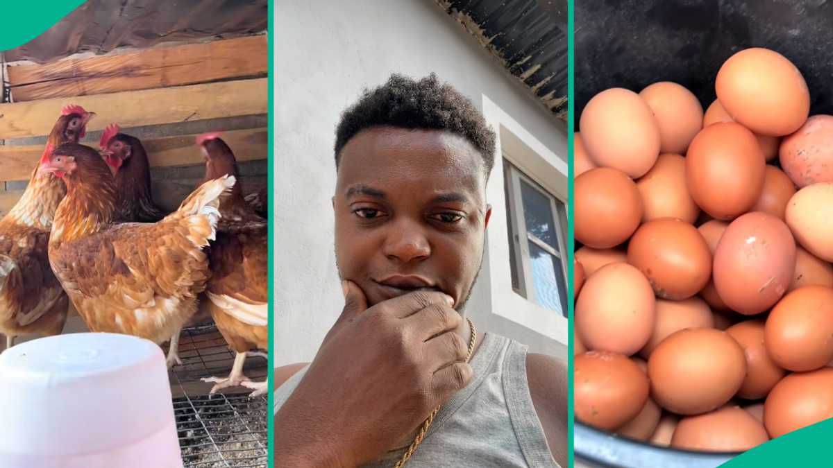 See the many eggs this man got from his noiler chickens after feeding ...