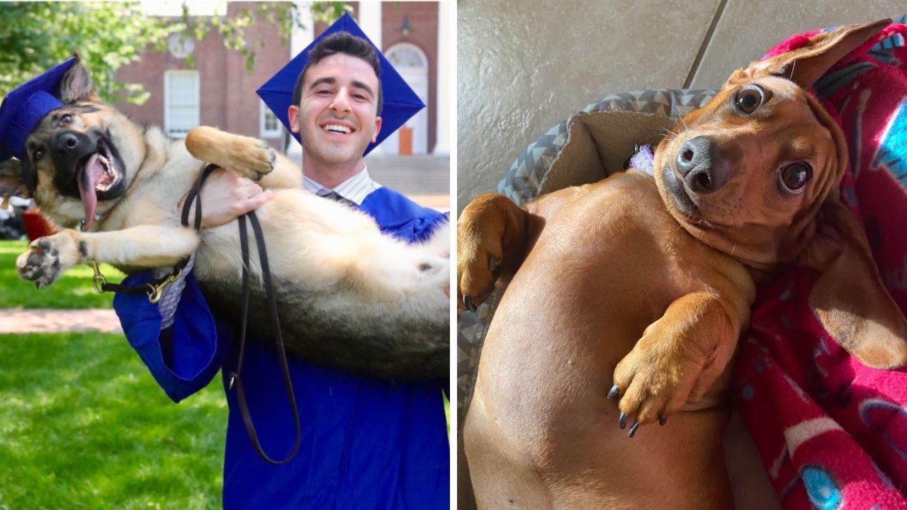 The fast and the furriest: 23 dogs who stole the spotlight