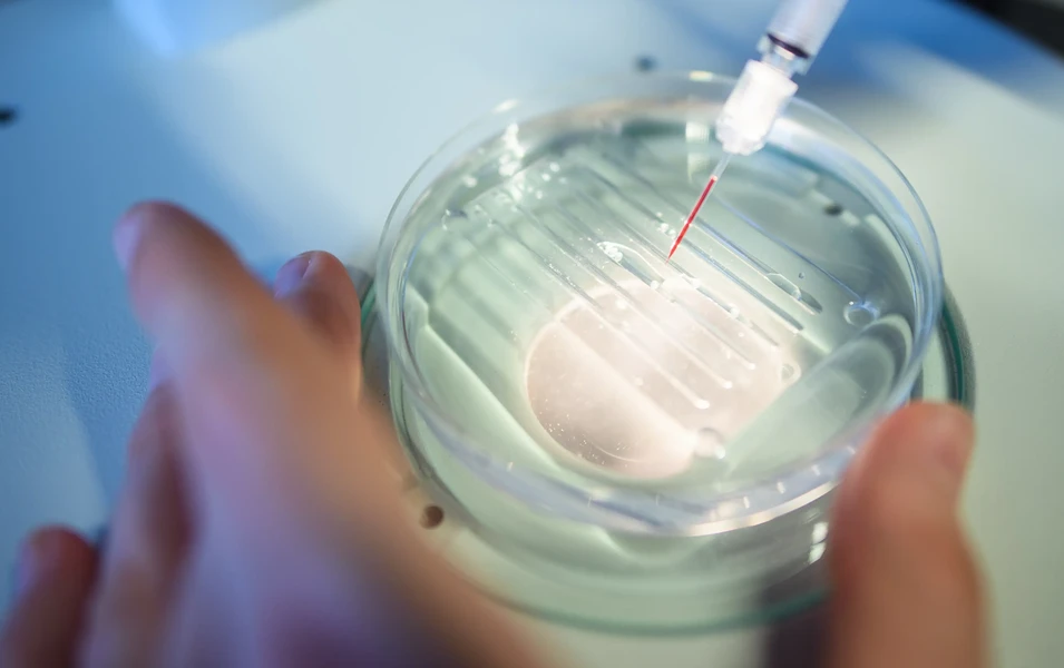 Cornell scientists refine CRISPR with safer DNA 'nicks'