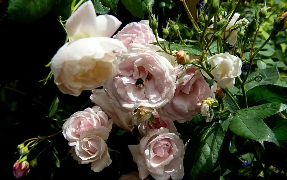 Small space rose gardening made simple