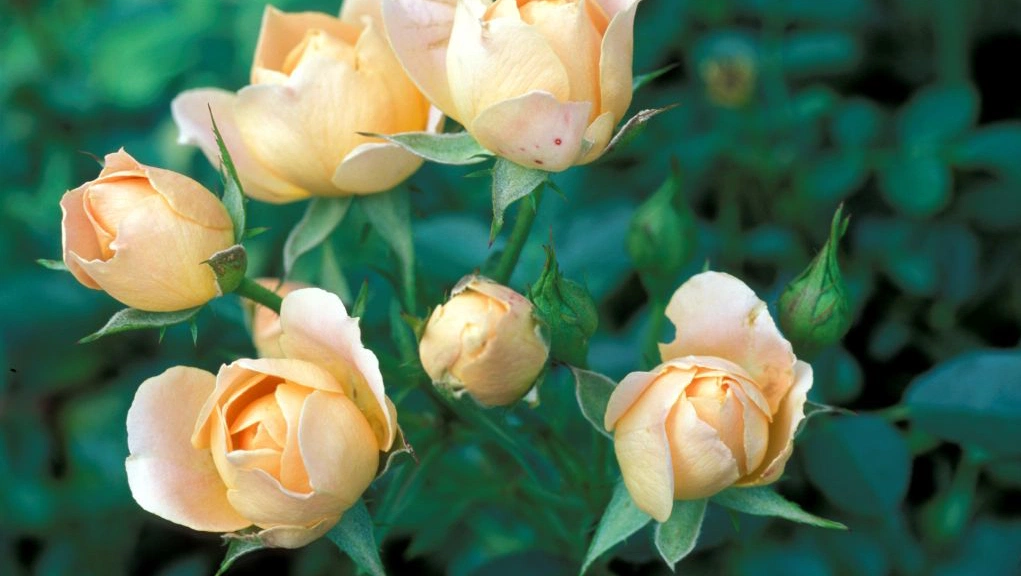 Small space rose gardening made simple