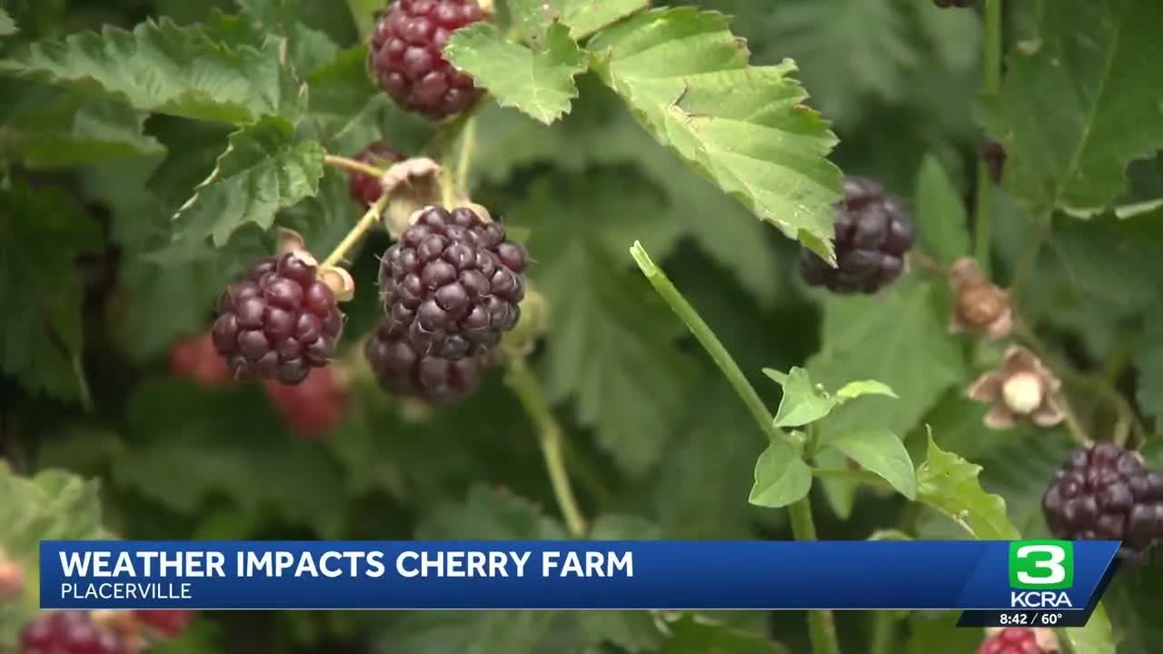 Placerville farm offers berry picking after cherry crop loss