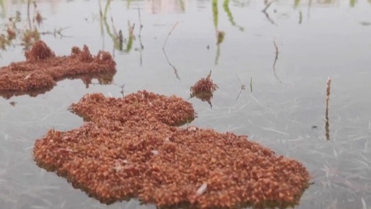 A closer look at fire ant rafts surviving floodwaters