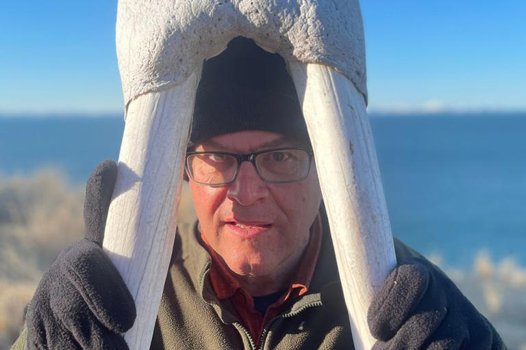 Orphaned walrus calf rescued by film crew after being left for dead on ...