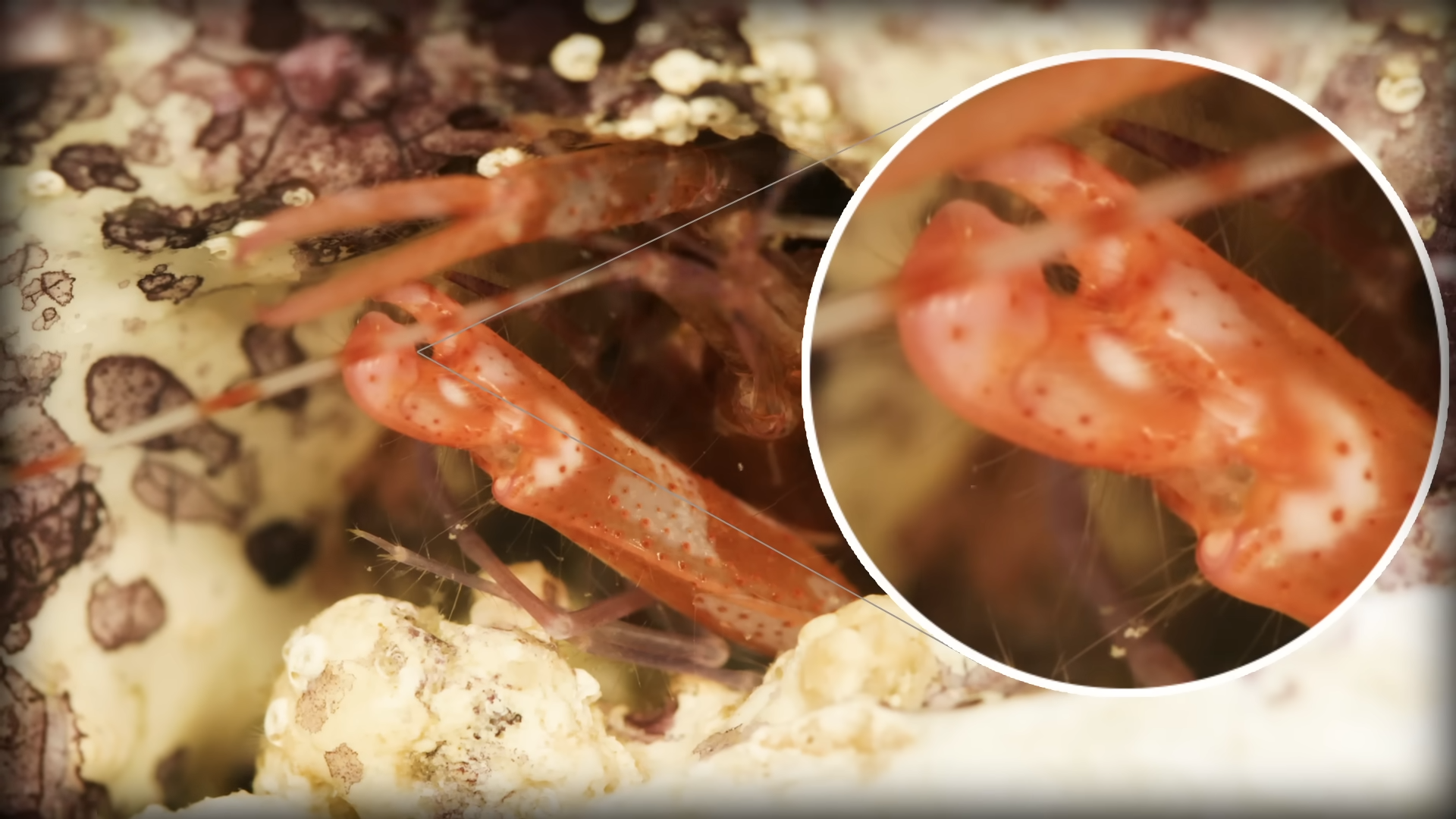 Watch what happens when a tiny shrimp fires a bubble hotter than the ...