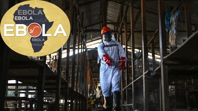 Ebola risk high in DR Congo but low at global level: WHO