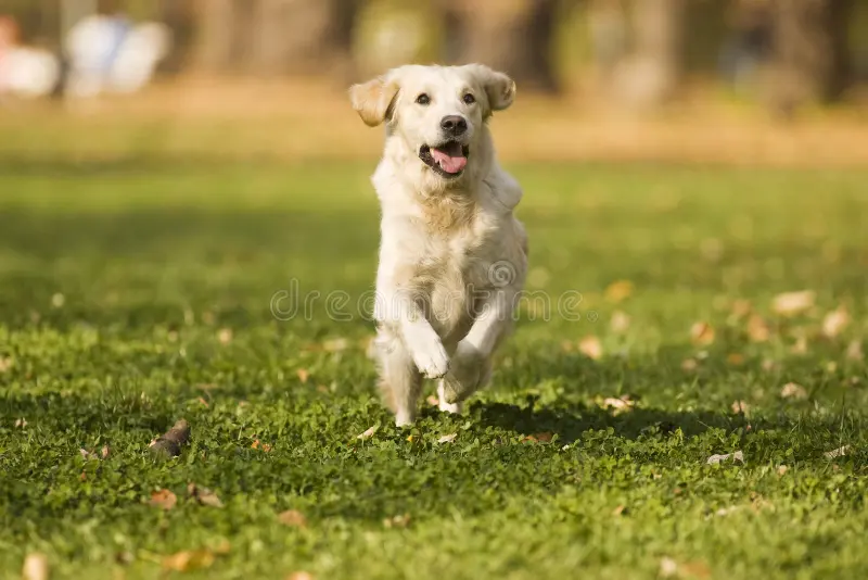 Mango the golden retriever mistakes a dachshund meetup for her crowd