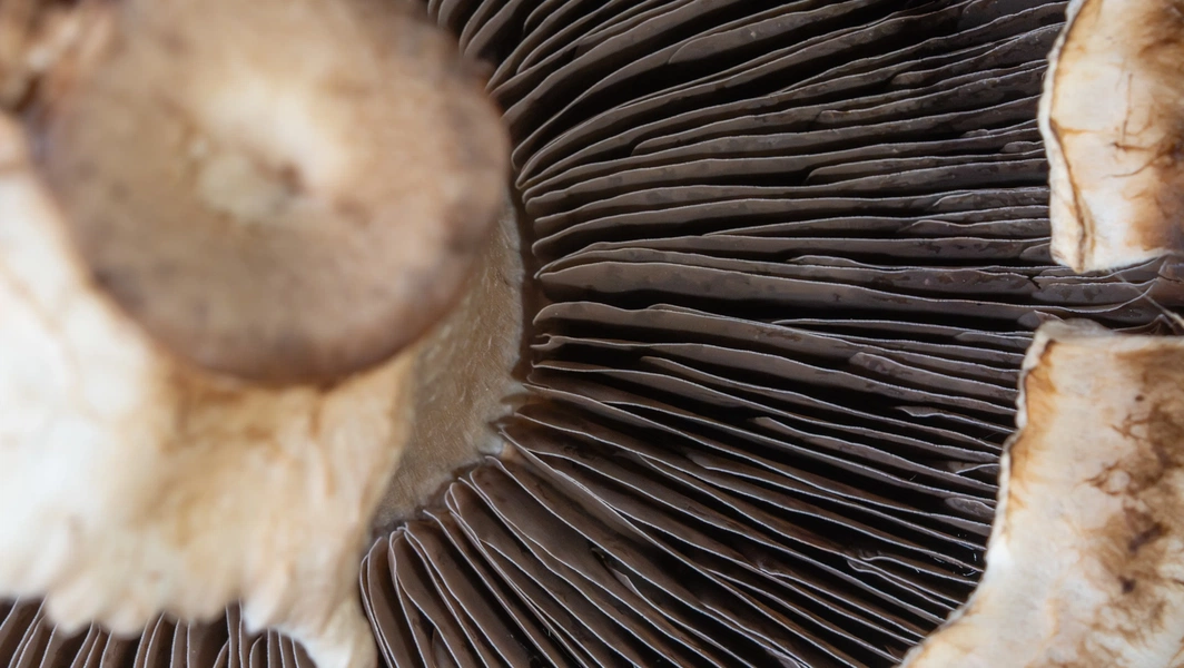 Master mushrooms for flavor-packed meals