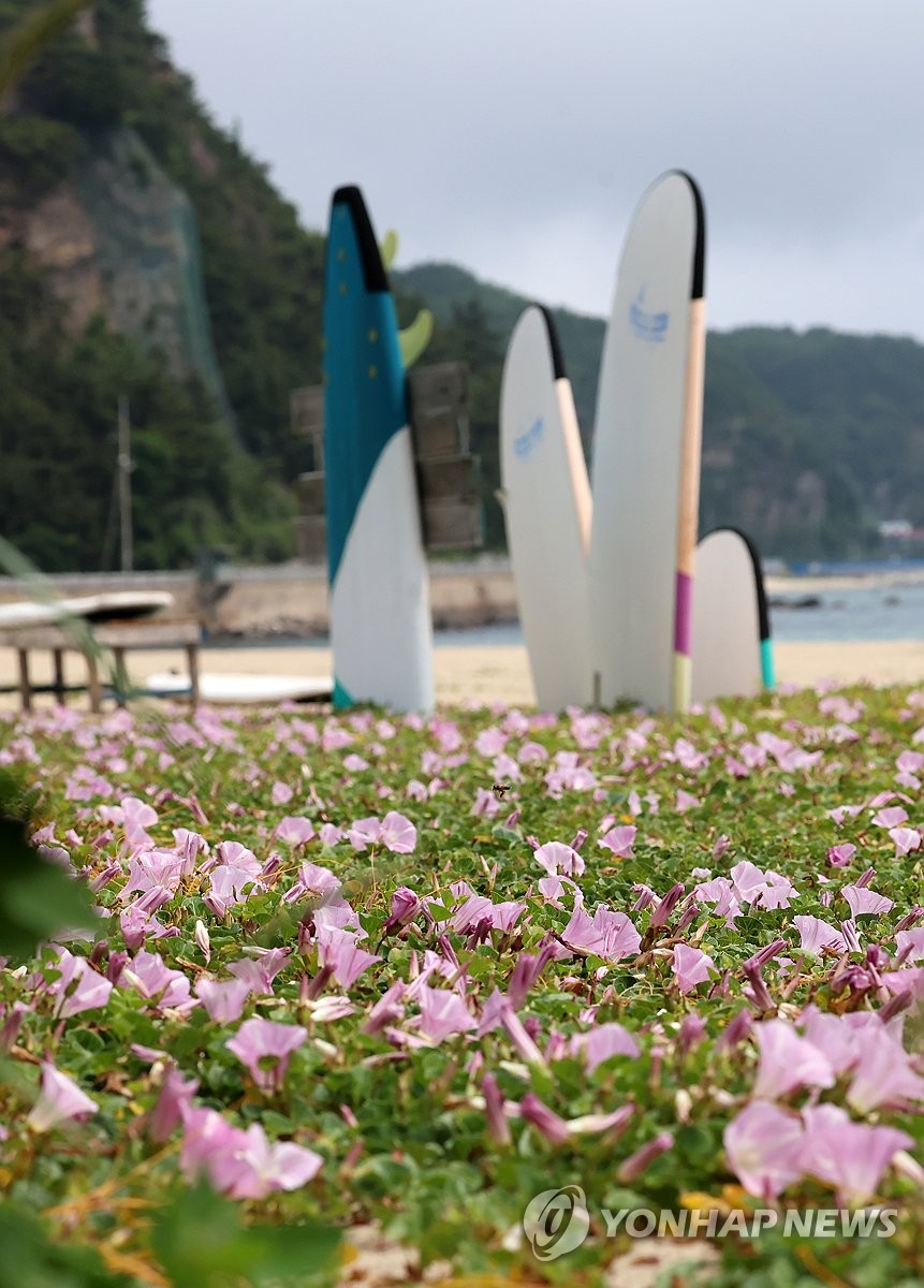 Sea bell flowers on S Korean coast