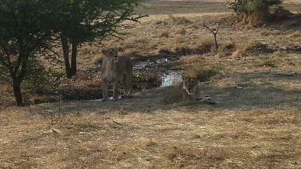 Gir lion death count rises to 7. Officials conduct security checks ...