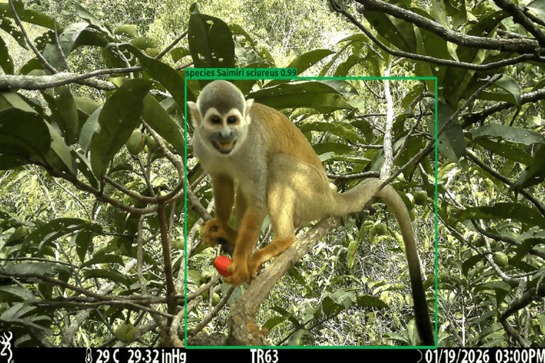 Most wildlife AI focuses on the ground. This model looks up in the trees