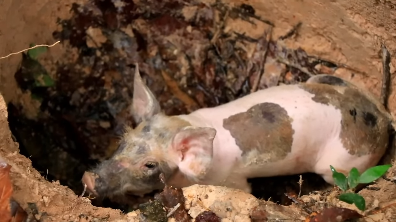 Rescuing a mini pig from a hole and building it a new home