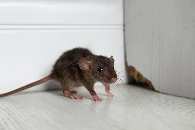 Stop rats getting into your garden with a 22p kitchen item