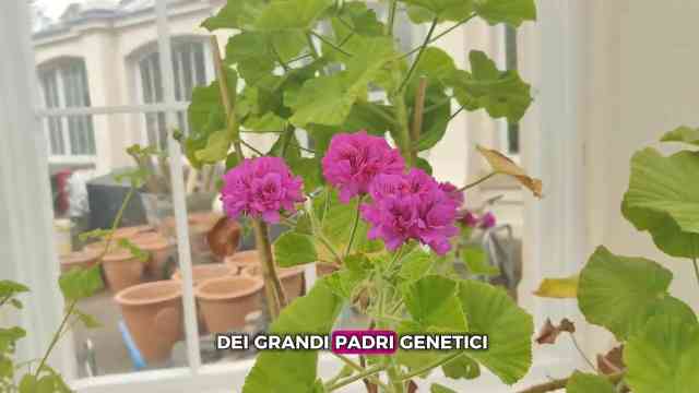 Le varietà di GERANI bellissime ma che nessuno prende mai