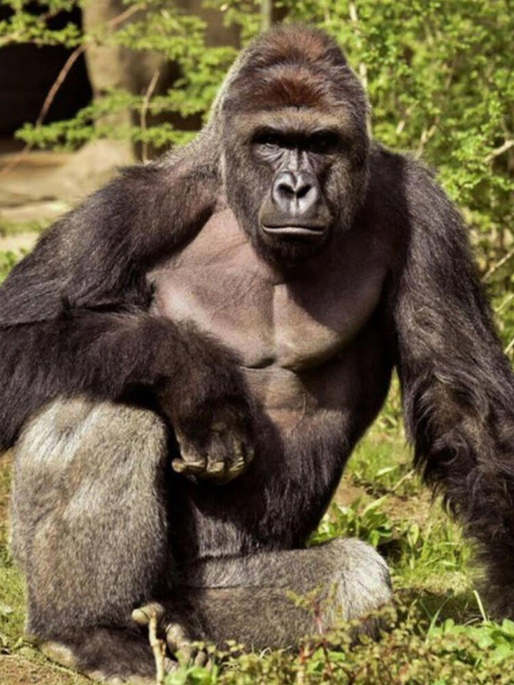 Harambe, il tributo della Casa Bianca a 10 anni dalla morte: "Un vero ...