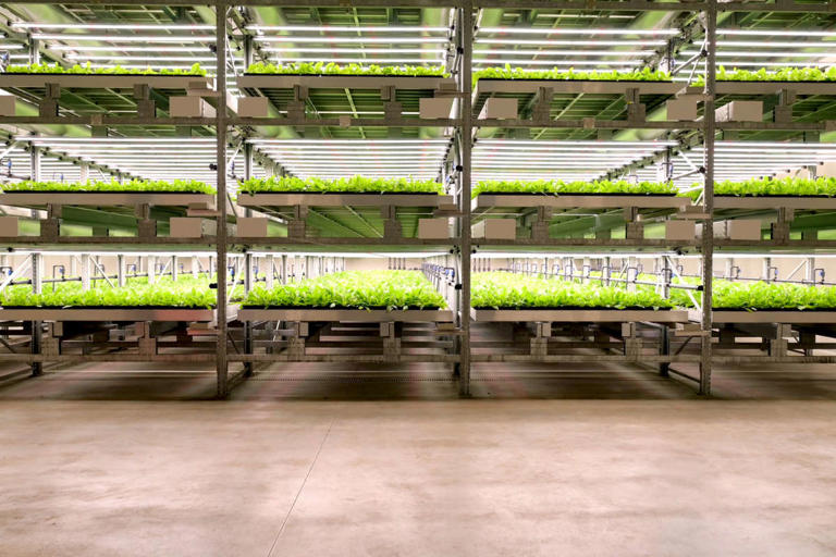 Vertical farming e fitoterapia avanzata: così la coltivazione indoor ...