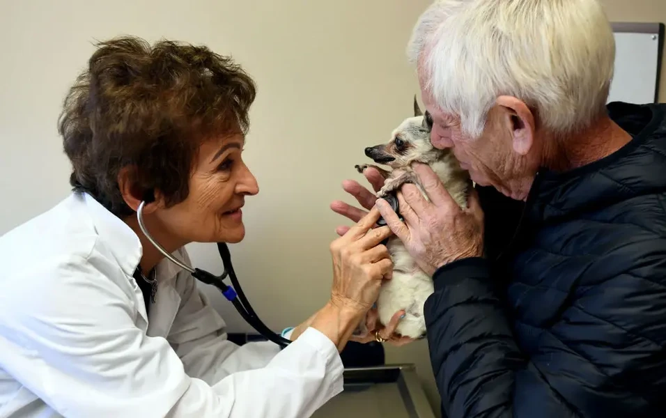 Experts share subtle signs of senior dogs nearing end of life