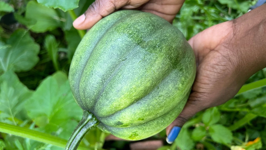 Cozy up with irresistible acorn squash ideas