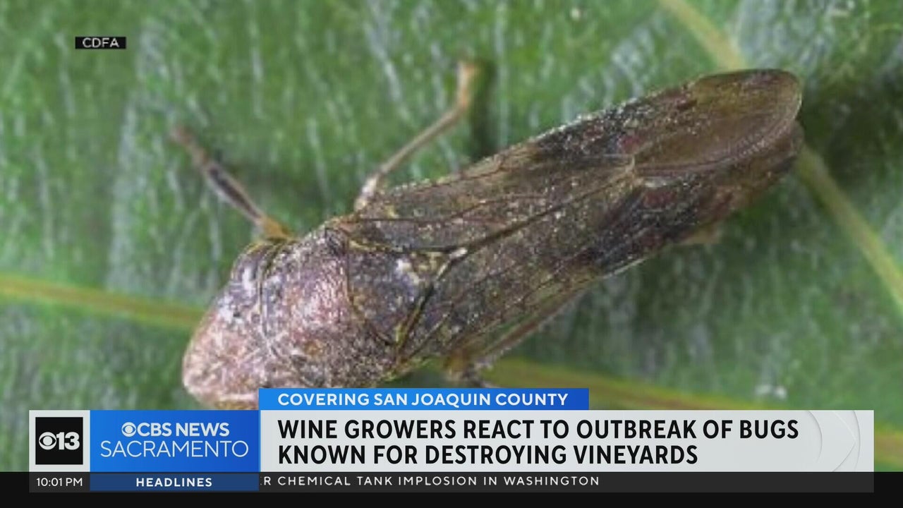 Lodi wine grower speaks on invasive bug detected in California