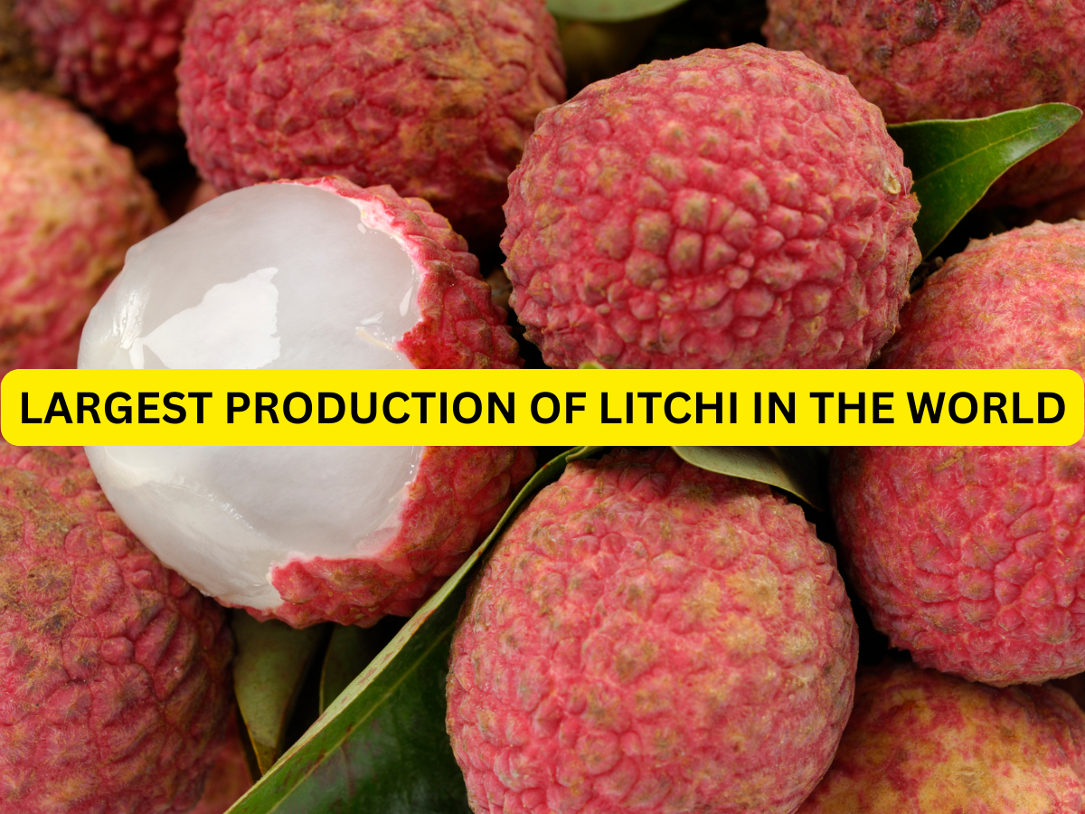 Which country has largest production of litchi in the world? Here's the ...