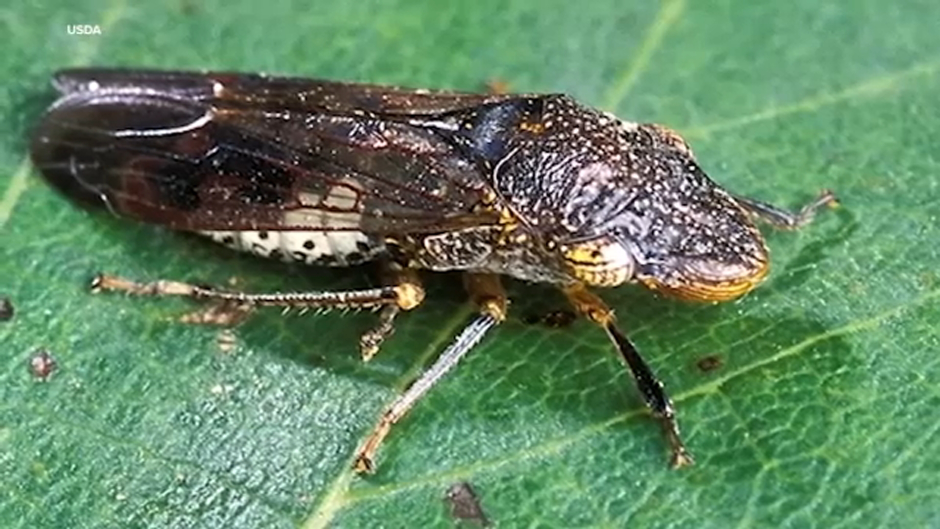 Ag officials act quickly after invasive insect found in grapevine ...