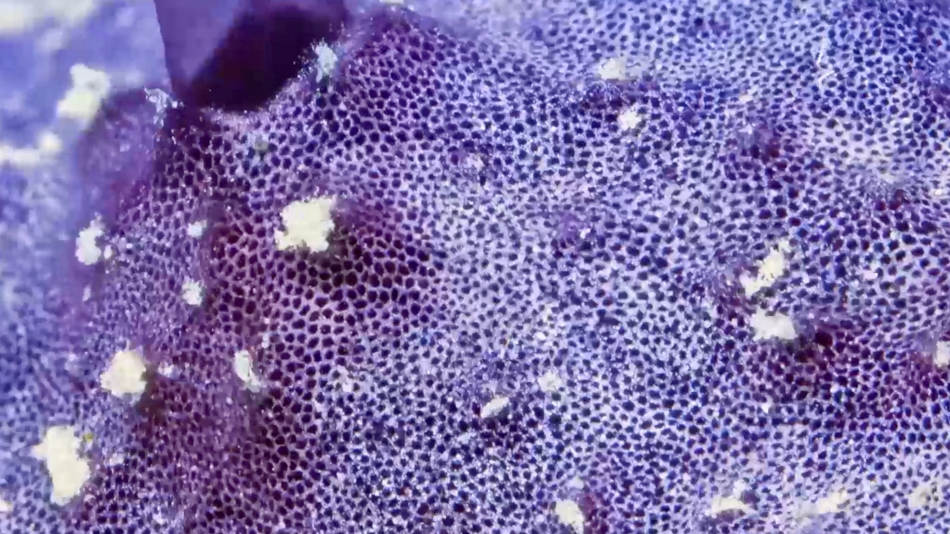 Ancient sponges were the first to do this hundreds of millions of years ago