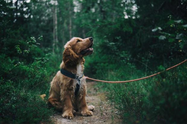 Dorset residents invited to have their say on rules for dogs in public ...