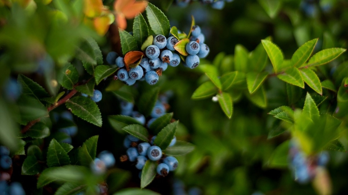 Himalayan blueberry lost to science for 188 years discovered in ...
