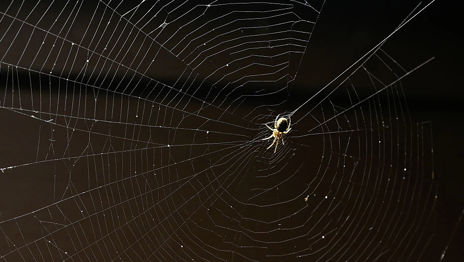 The secret superpowers of spider silk