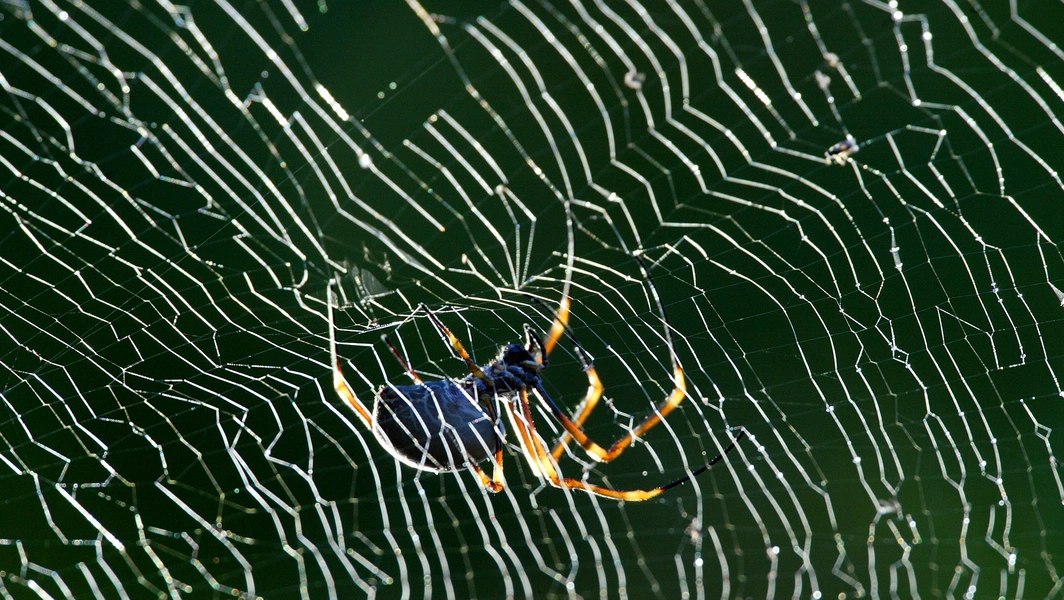 The secret superpowers of spider silk