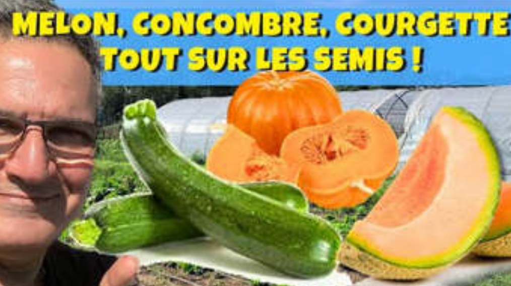 Comment semer melon concombre courgette et potiron au potager