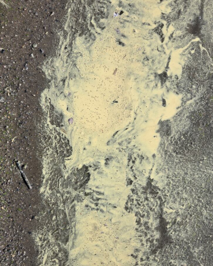 Visual tests at Rye Patch Reservoir show a possible harmful algae bloom ...
