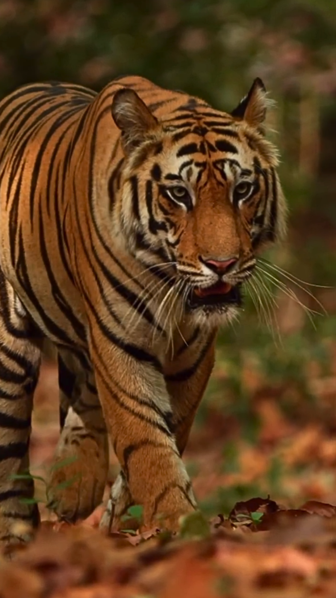 Majestic tiger wildlife photography moment