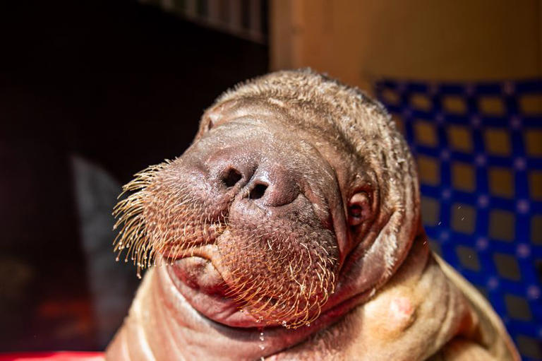 Orphaned walrus calf rescued by film crew after being left for dead on ...